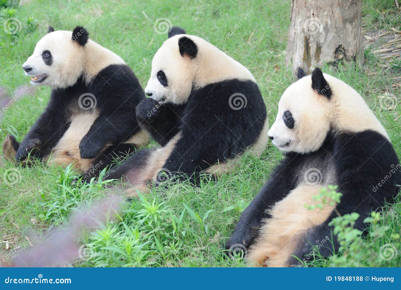 Three Lovely Pandas Sitting on the Grassland Stock Photo - Image of ...