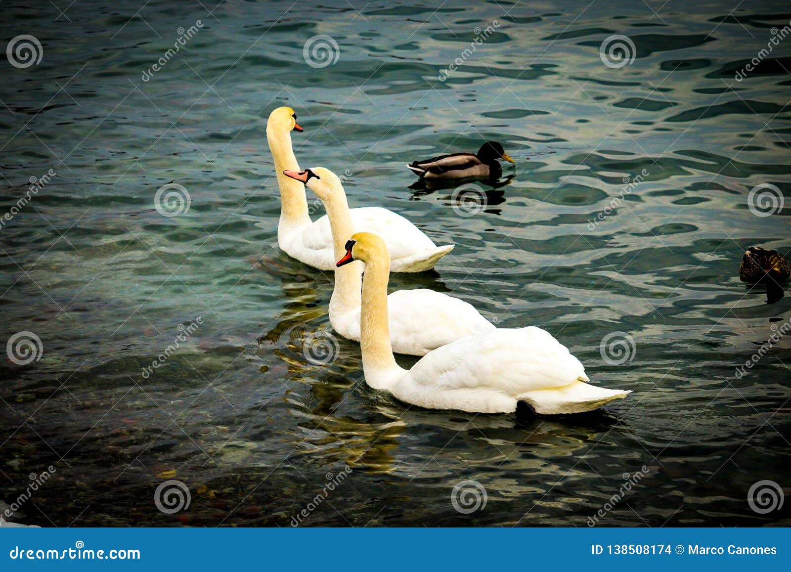 Three lovely swans stock photo. Image of warm, enjoying - 138508174