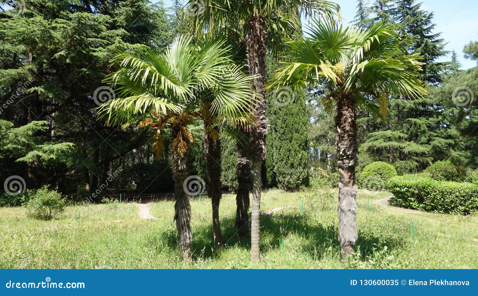 Three low palm trees stock image. Image of foliage, daytime - 130600035