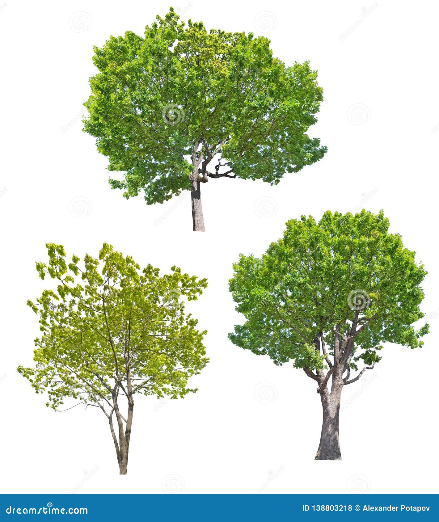 Three Lush Green Trees Isolated on White Stock Photo - Image of plant ...