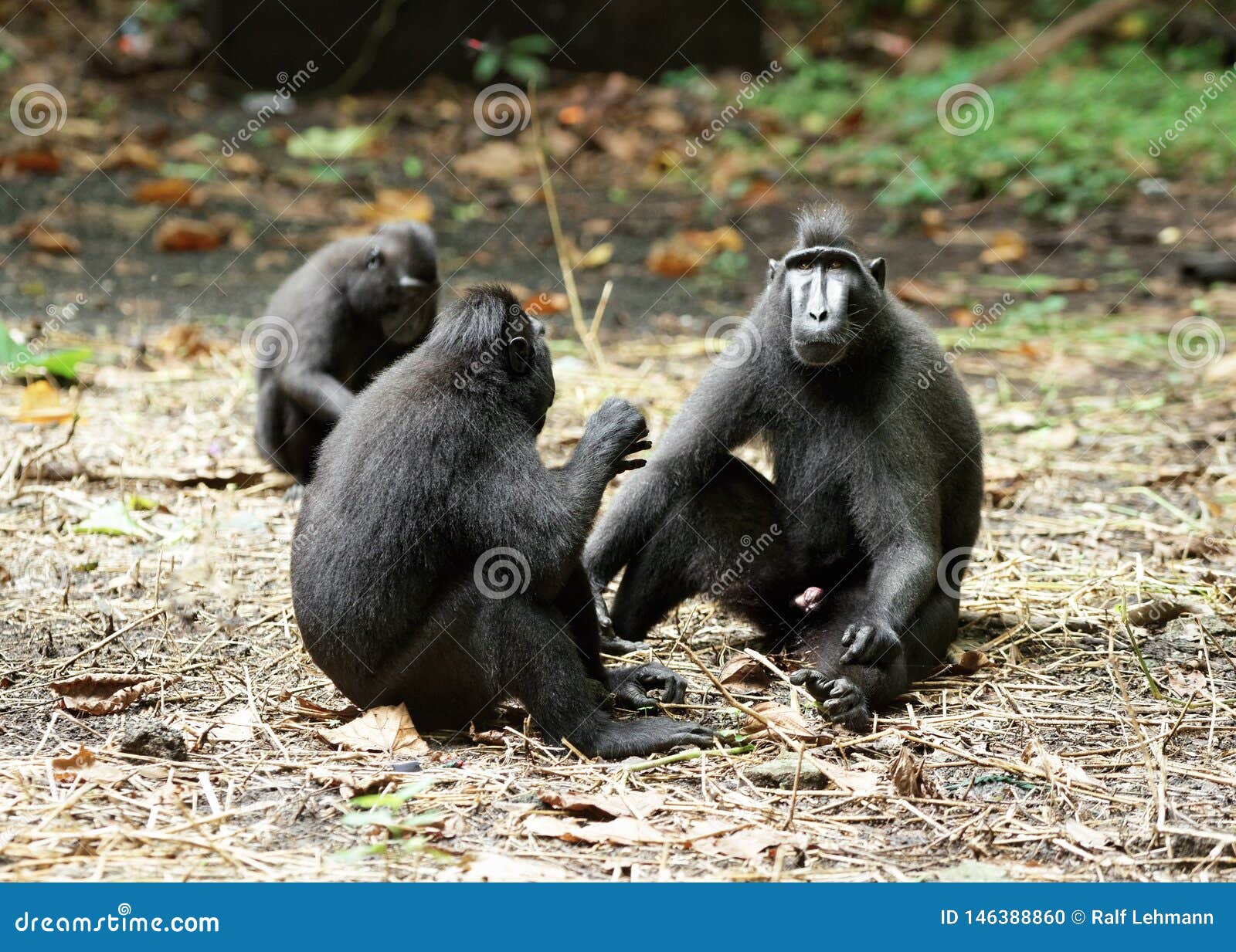 Three Macaque Monkeys in Sulawesi Stock Photo - Image of cute, natural ...