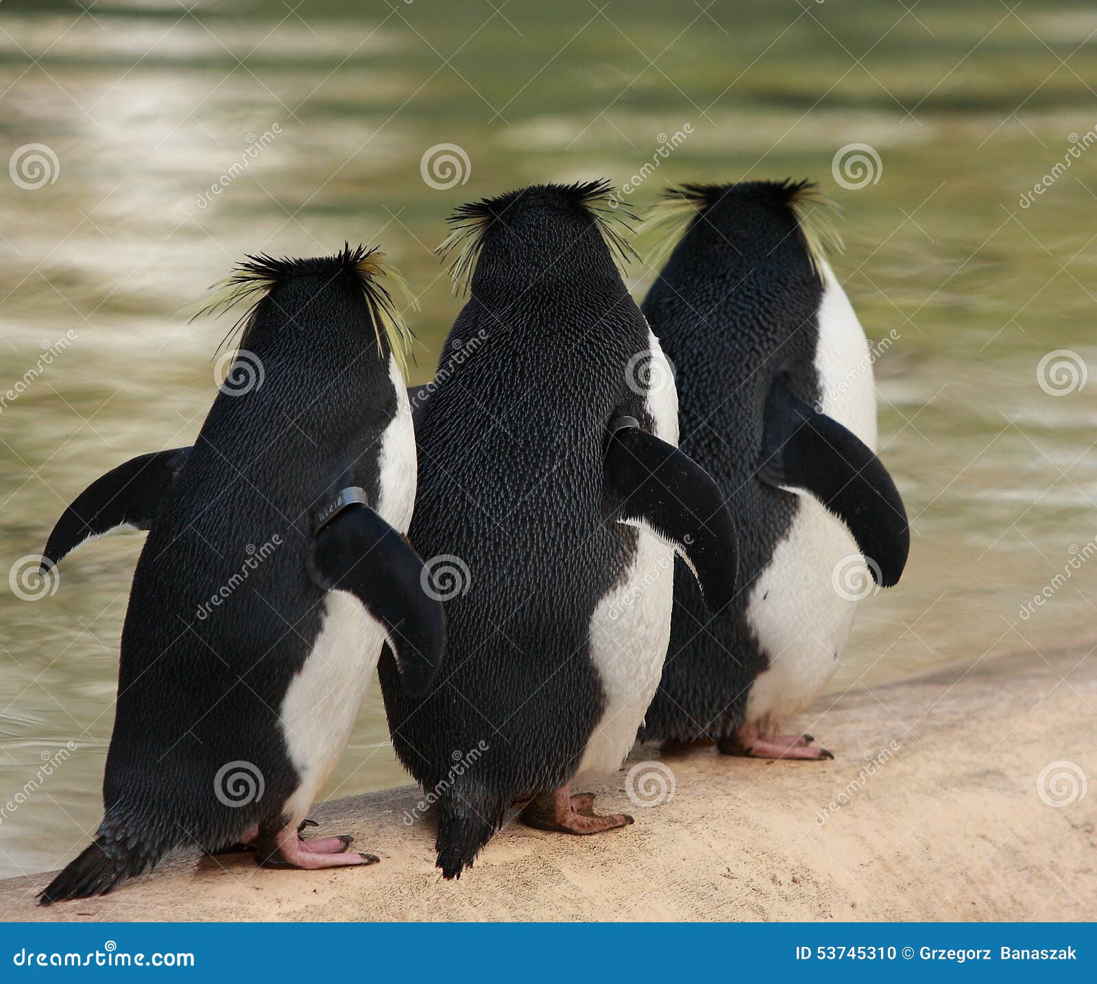 Three macaroni penguins stock photo. Image of wildlife - 53745310