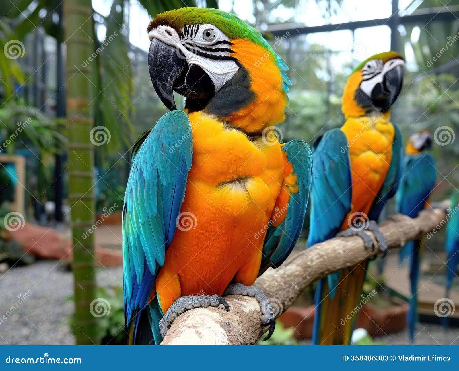 Colorful Parrots in an Indoor Setting Stock Image - Image of avian ...