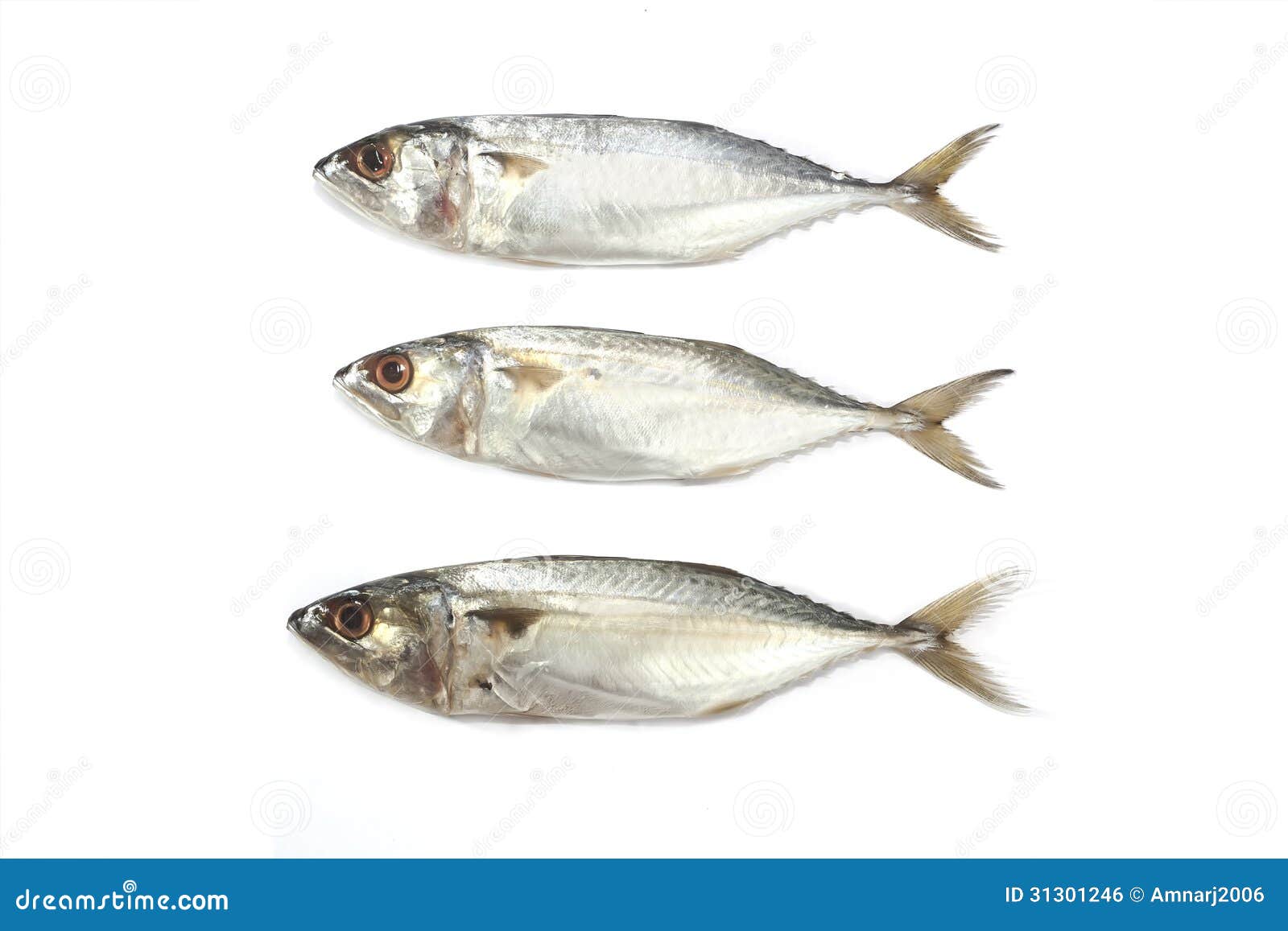 Three Mackerel stock photo. Image of gills, delicious - 31301246