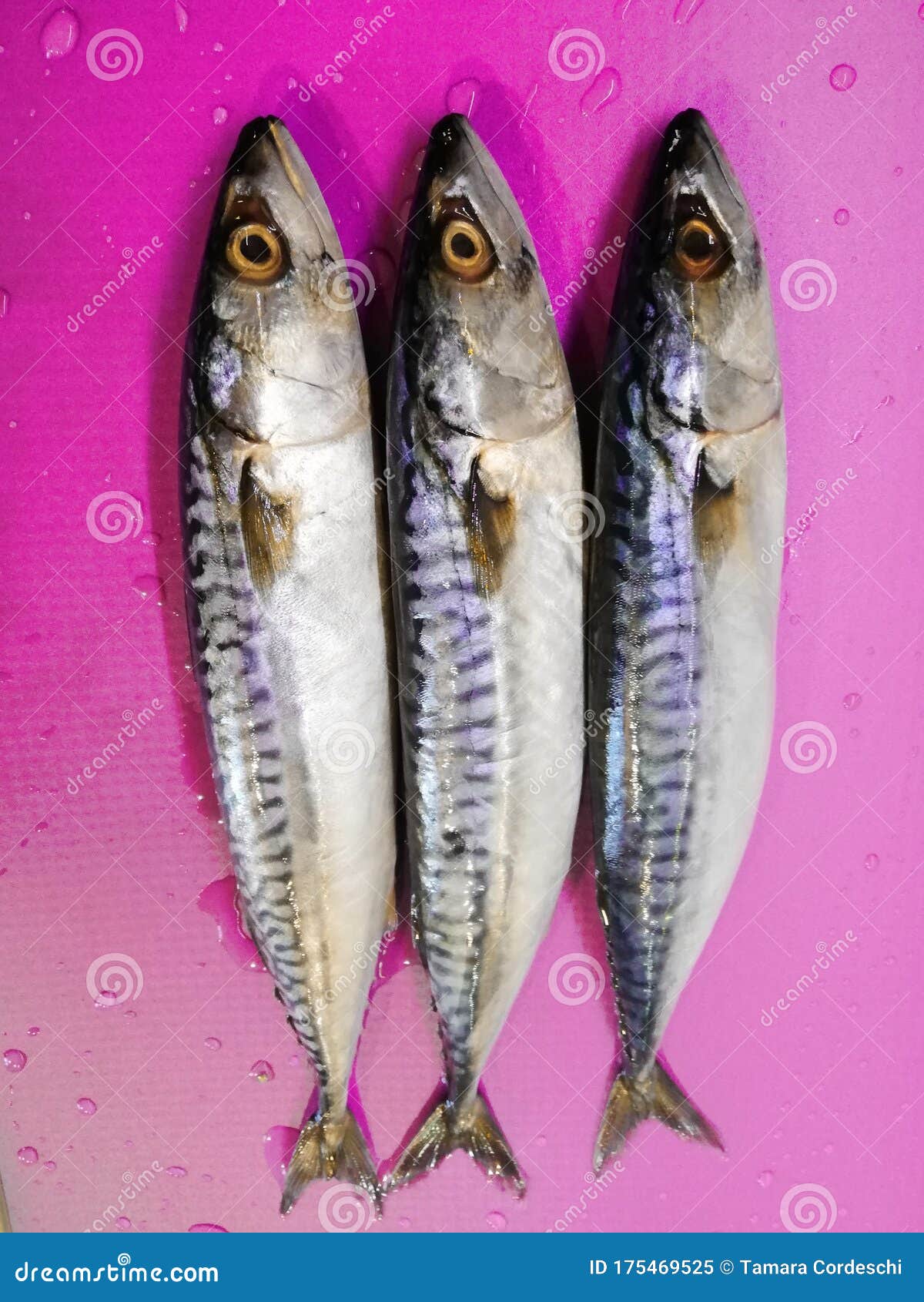 Three Mackerel Ready for the Recipe Stock Image - Image of sgombro ...