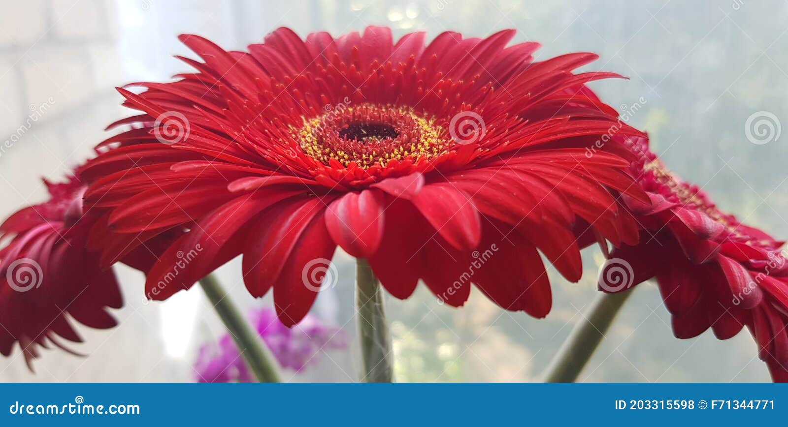Three magnificent gerberas stock photo. Image of flora - 203315598