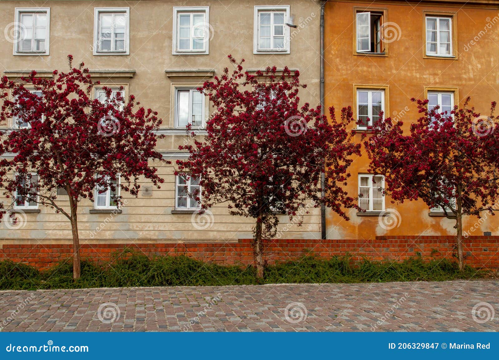 Three Mahogany Trees in Front of a Three-story Building. Stock Image ...