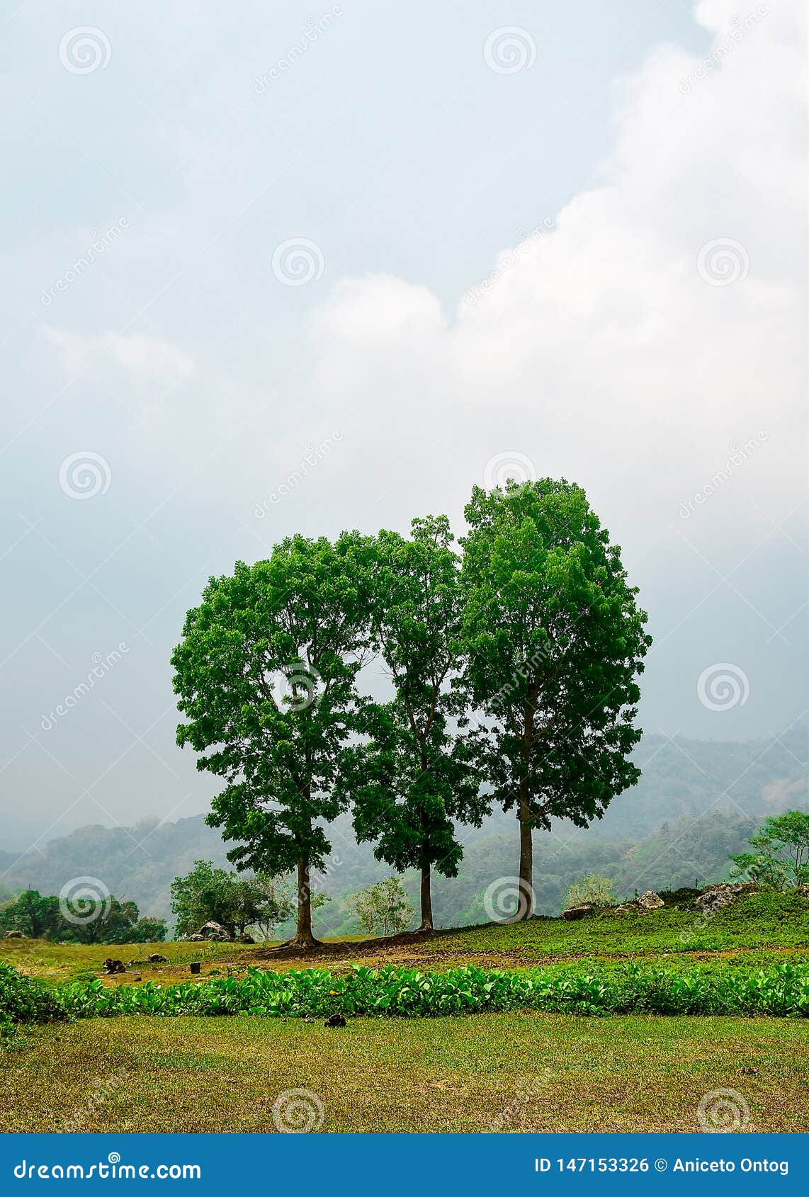Mahogany Trees Line A Highway At Man-made Forest, Bilar, Bohol. A ...