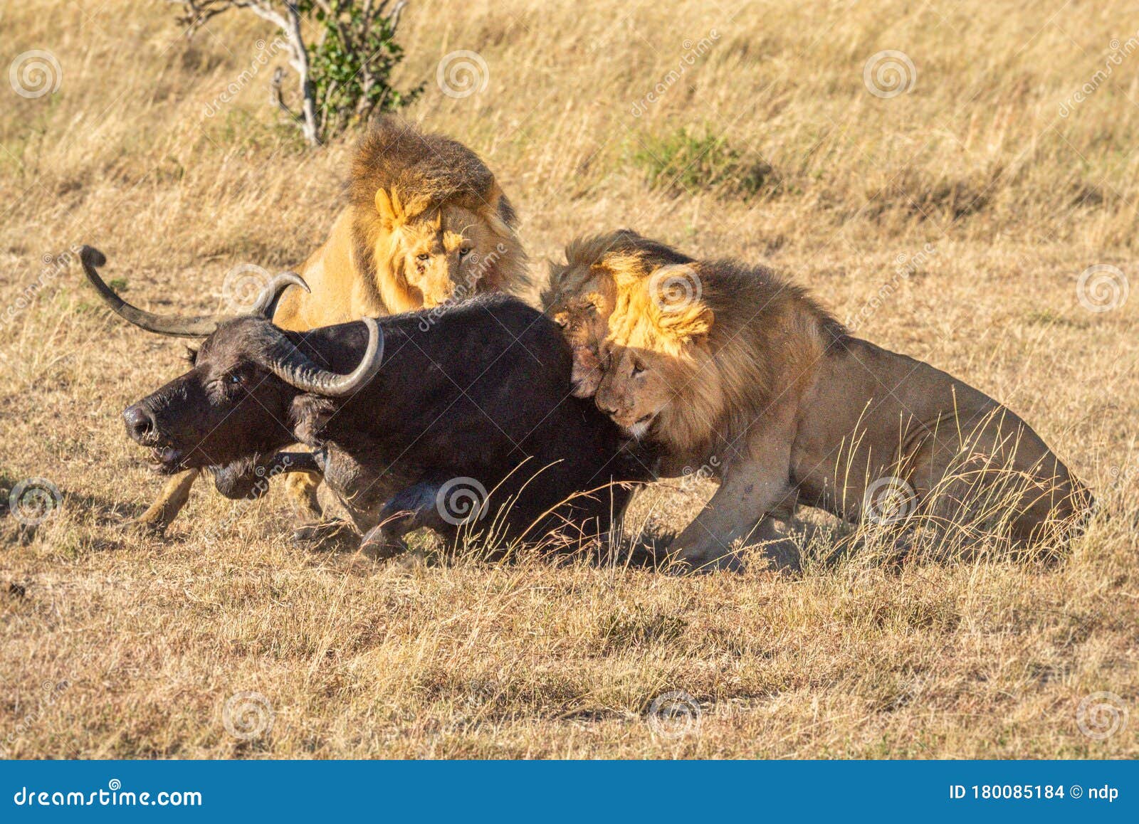 Three Male Lion Bite Cape Buffalo Hindquarters Stock Photo - Image of ...
