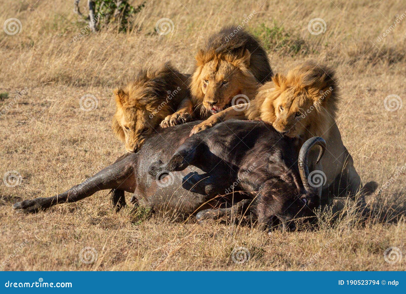 Three Male Lions Hold Down Dead Buffalo Stock Photo - Image of caffer ...