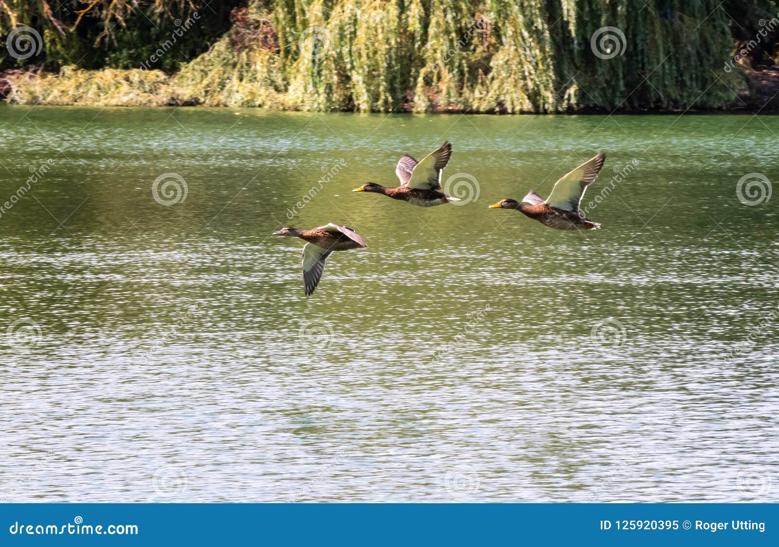 Three Flying Ducks stock image. Image of creature, three - 125920395