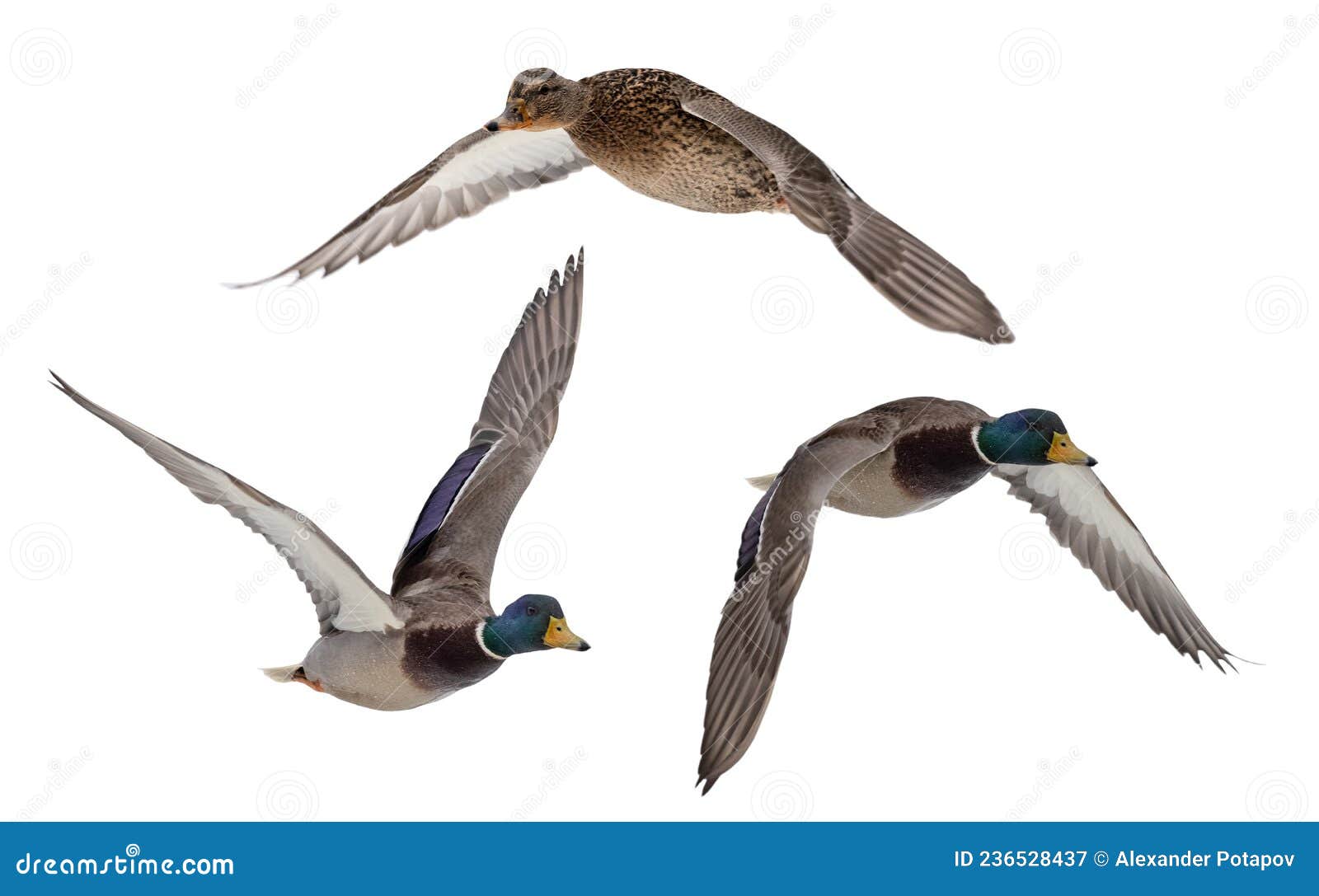 Three Mallard Ducks Flight on White Background Stock Image - Image of ...