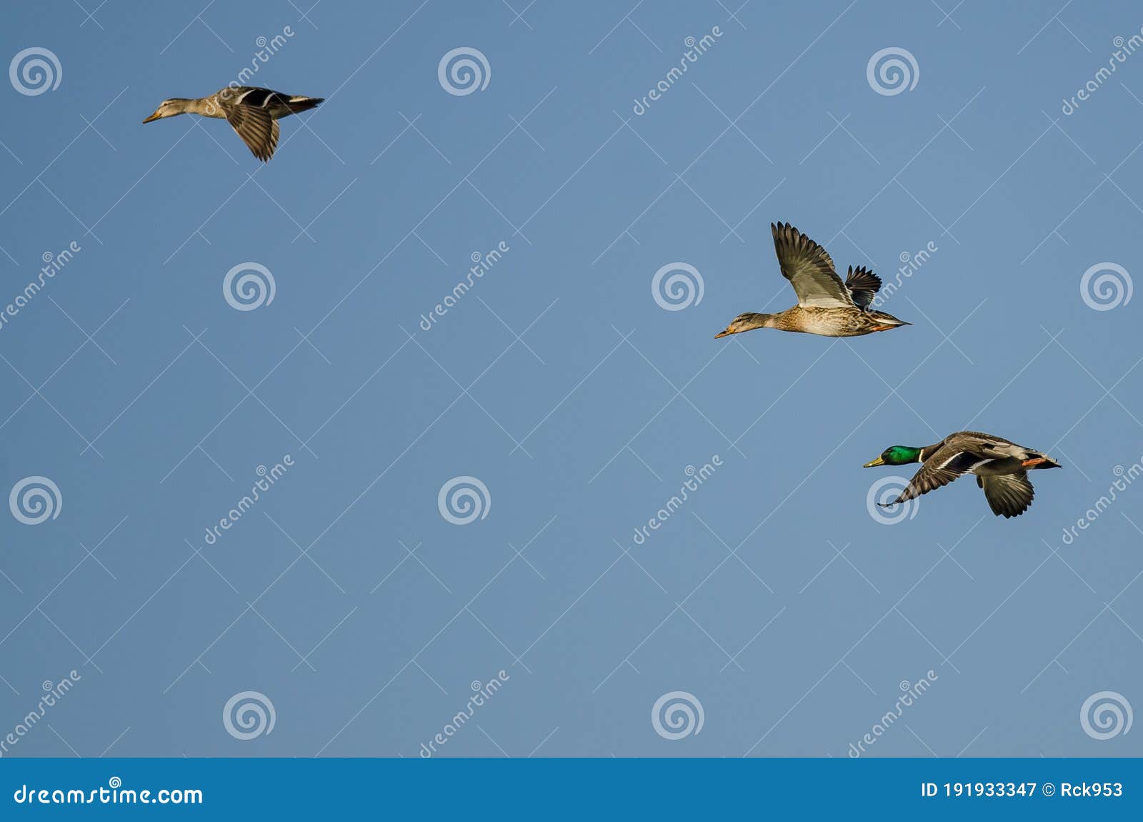 Three Mallard Ducks Flying in a Blue Sky Stock Image - Image of wild ...