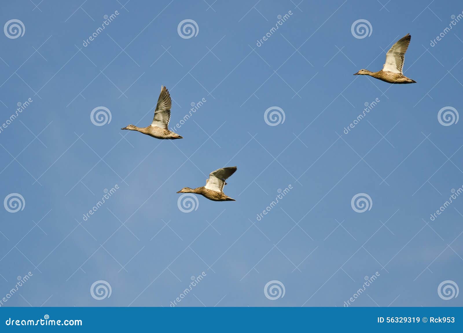 Three Mallard Ducks Flying in a Blue Sky Stock Image - Image of head ...