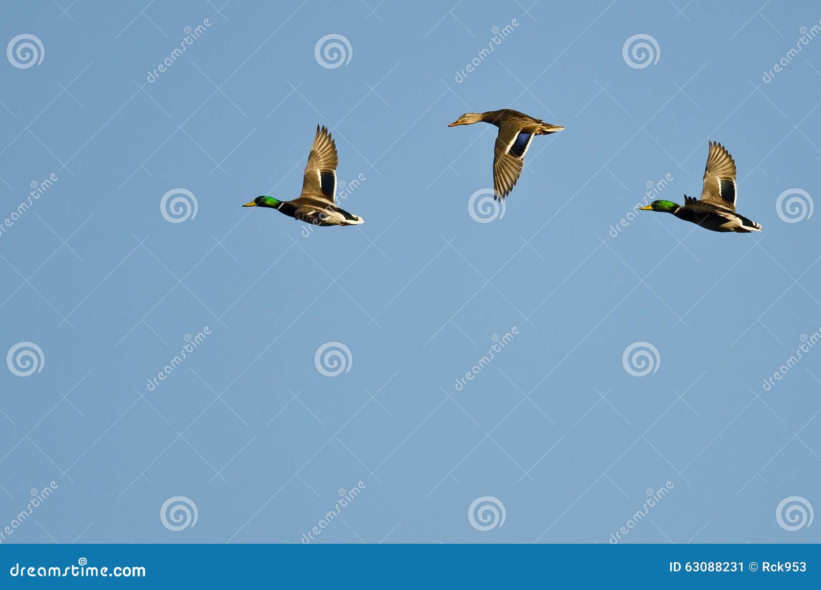 Three Mallard Ducks Flying in a Blue Sky Stock Image - Image of male ...