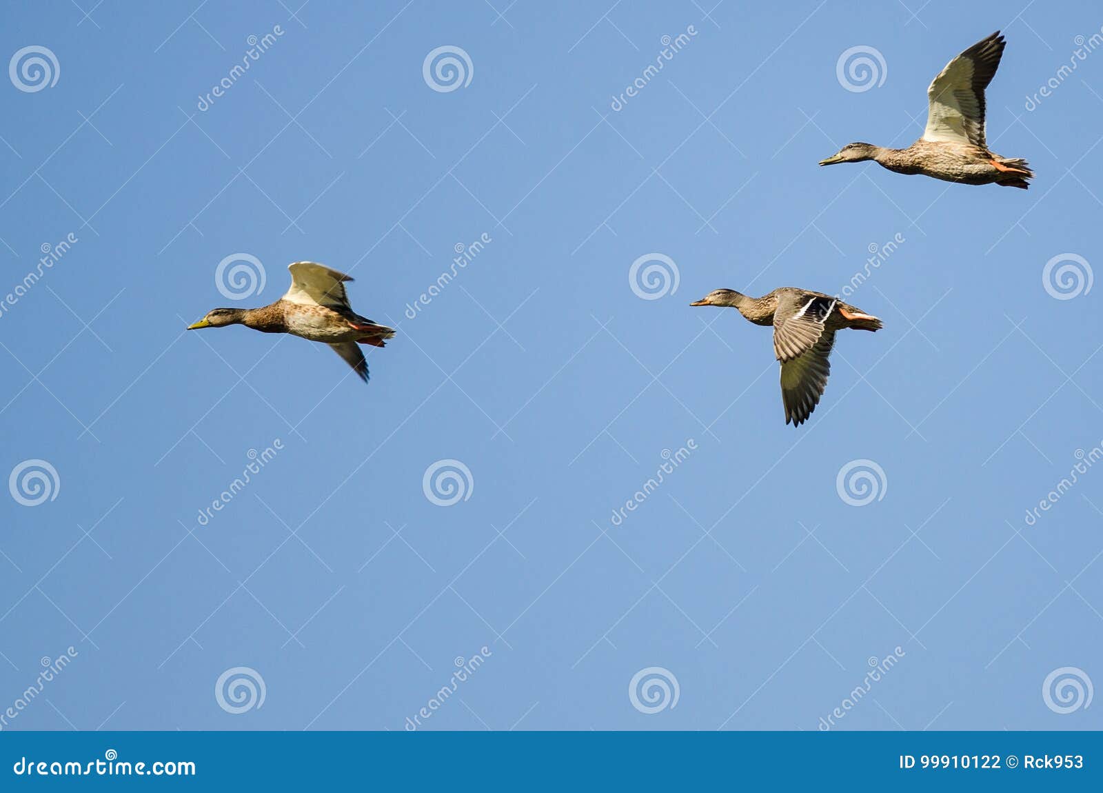 Three Mallard Ducks Flying in a Blue Sky Stock Photo - Image of nature ...
