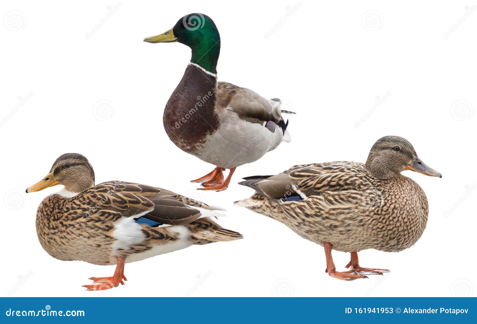 Standing Three Ducks Isolated on White Stock Image - Image of fowl ...