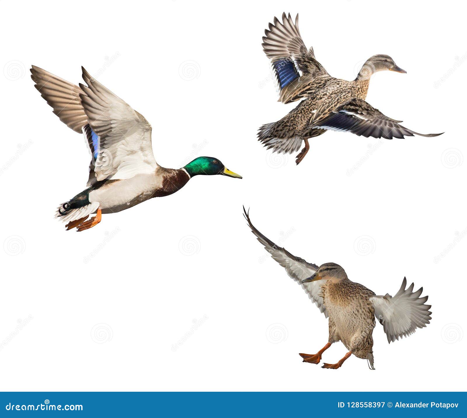 Mallard Ducks Flying Wallpaper
