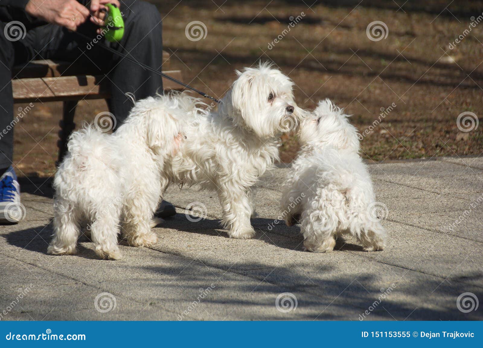Three Maltese Dogs Playing in the Park Stock Image - Image of young ...