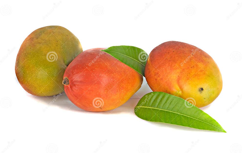 Three mangoes stock photo. Image of nutritional, mango - 16982958