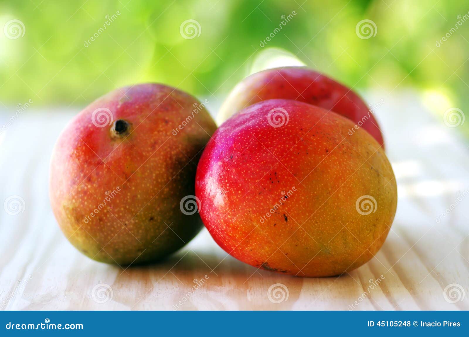 Three Mangoes On Tree With Green Leaves & Branches Stock Photography ...
