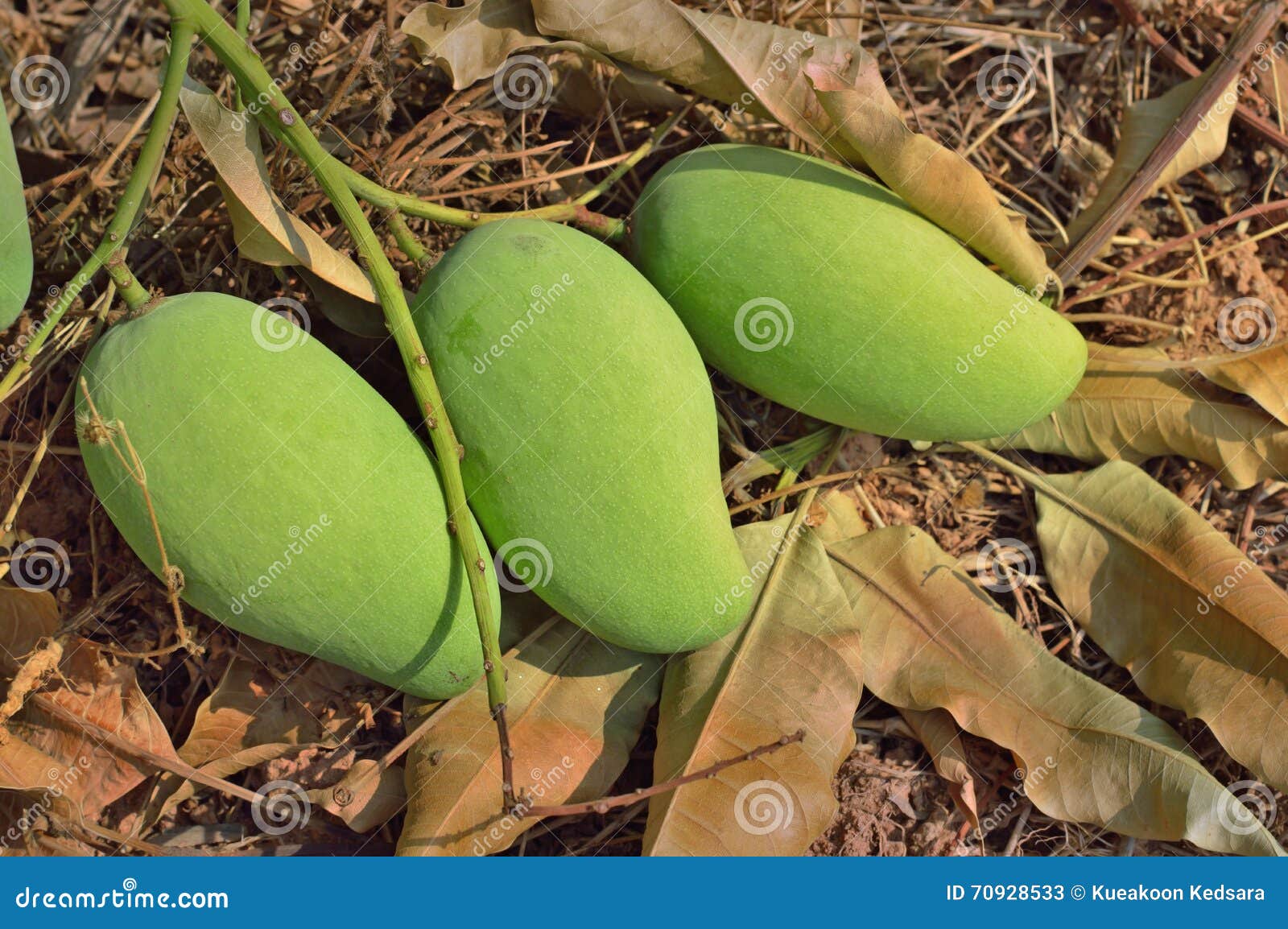 Three Mangoes on Ground in Garden Stock Image - Image of health, circle ...