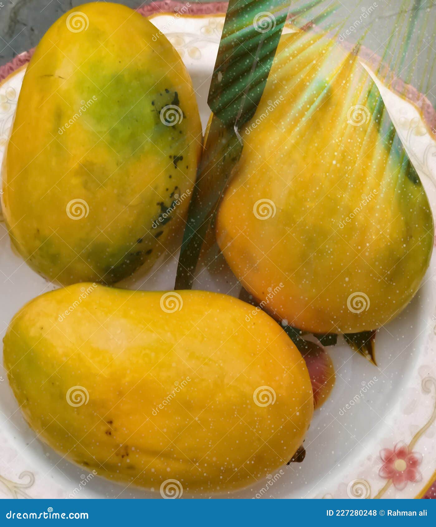 Three mangoes. stock photo. Image of apple, citrus, yellow - 227280248