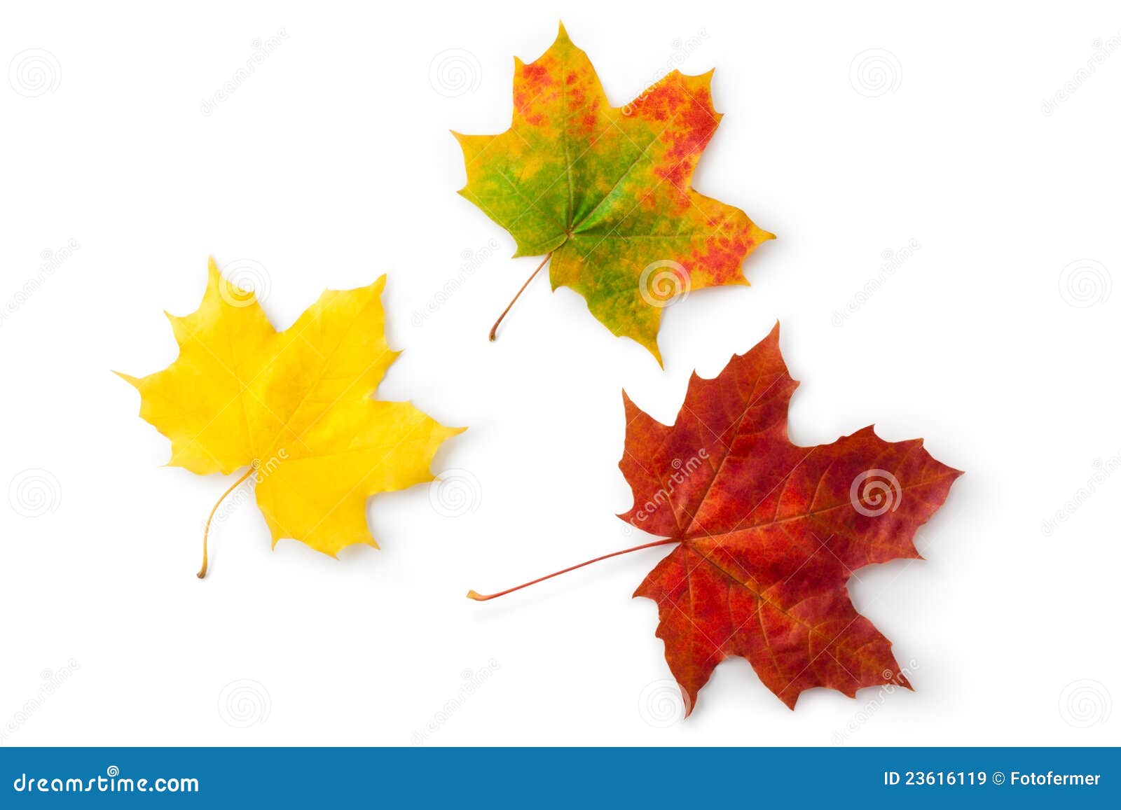 Three Maple Autumnal Leaves. Topview Stock Image - Image of change ...