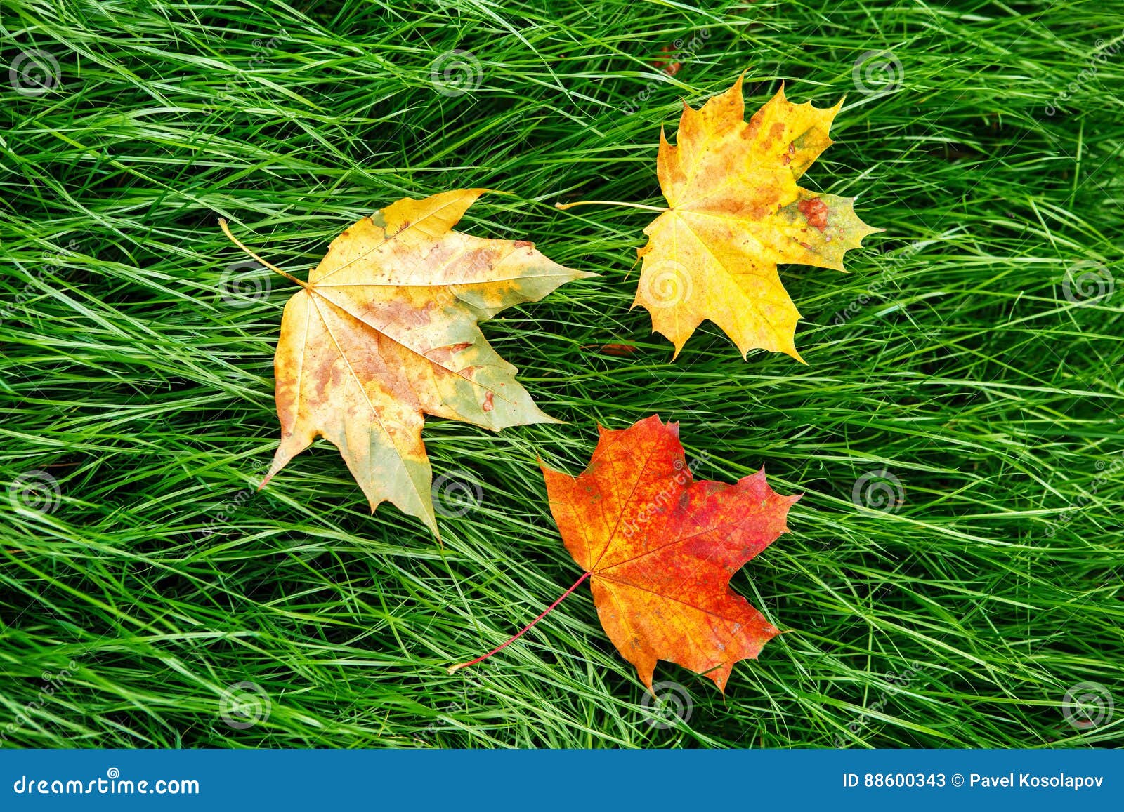 Three maple leaf stock image. Image of green, nature - 88600343