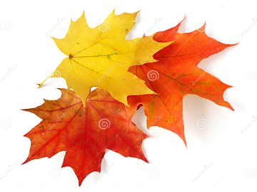 Three maple leaves stock photo. Image of bright, awesome - 11406374