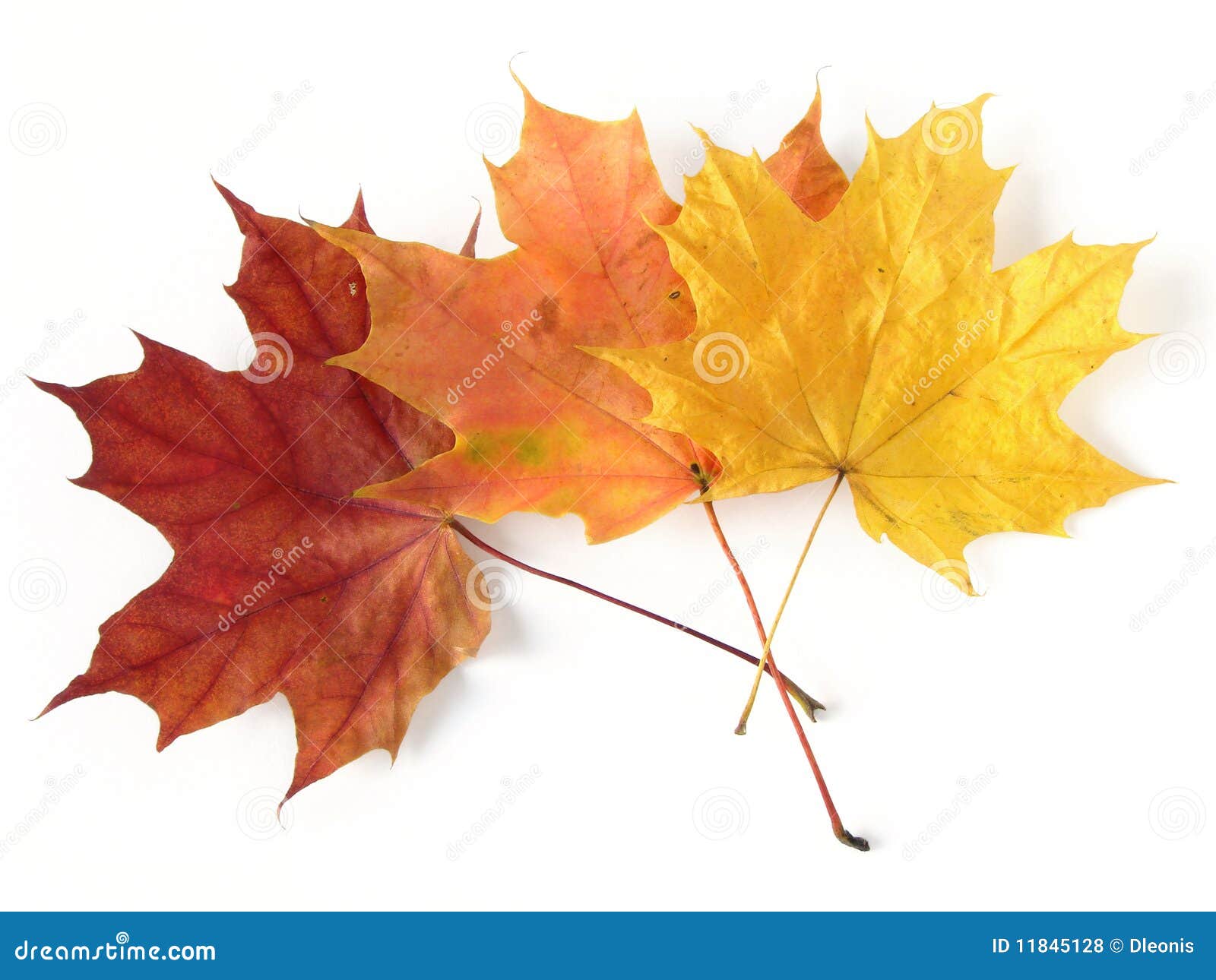 Three maple leaves stock photo. Image of outdoor, colorful - 11845128