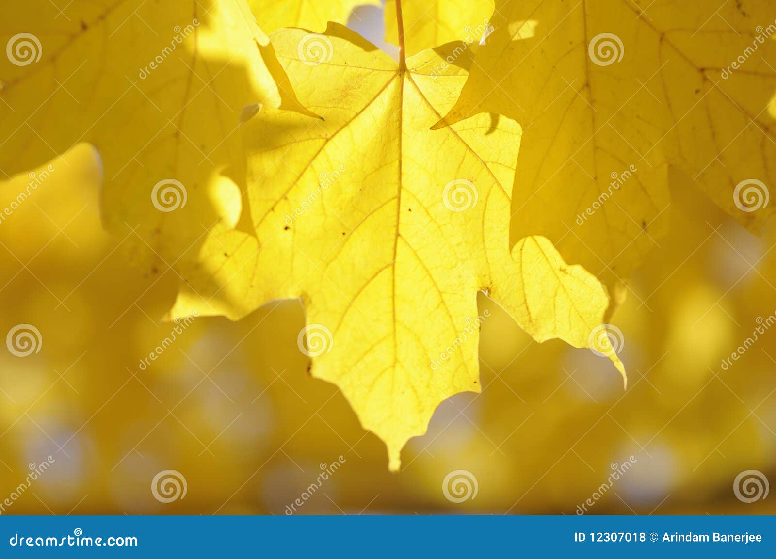 Three Maple Leaves stock photo. Image of bright, color - 12307018
