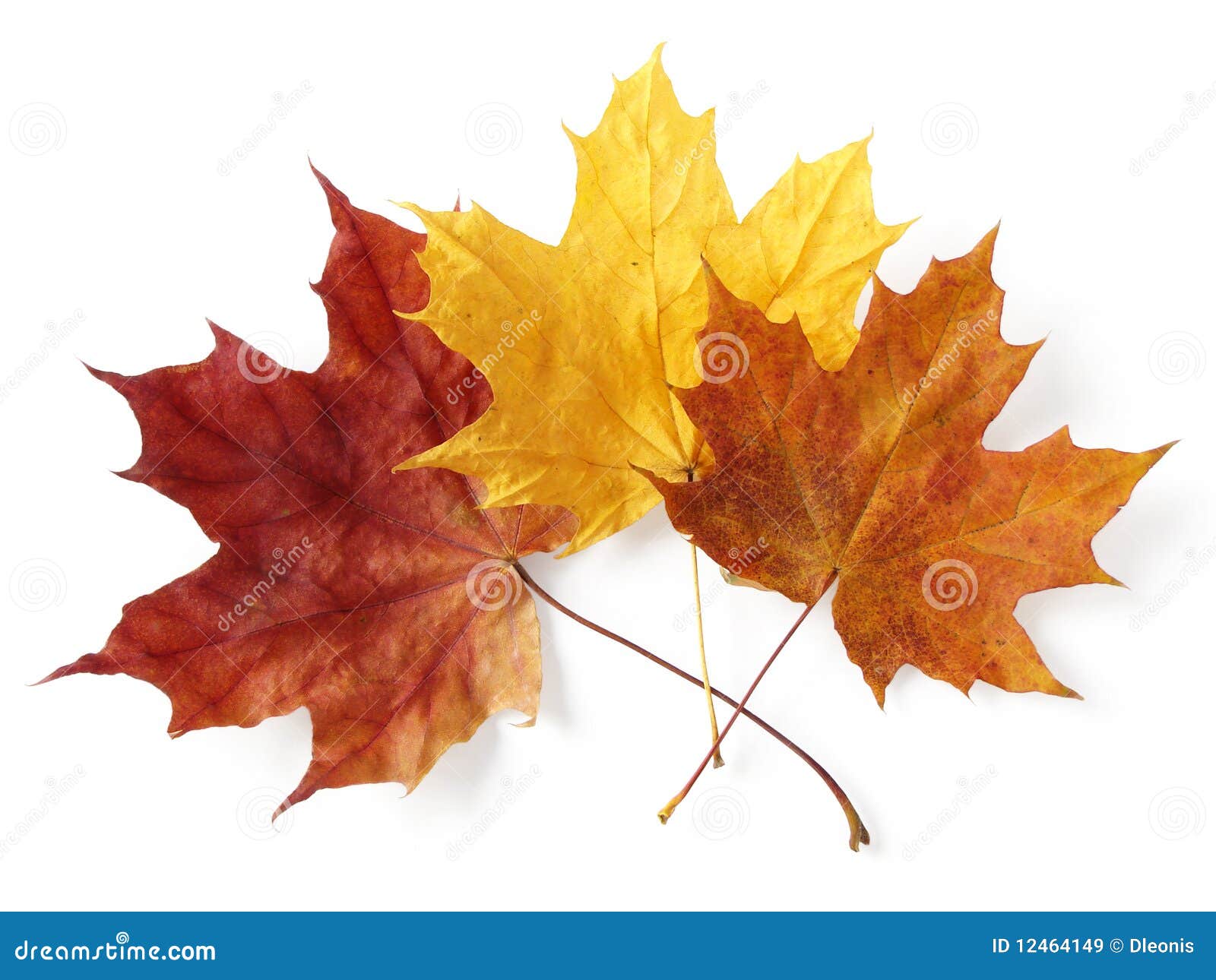 Three maple leaves stock image. Image of leaf, fiery - 12464149
