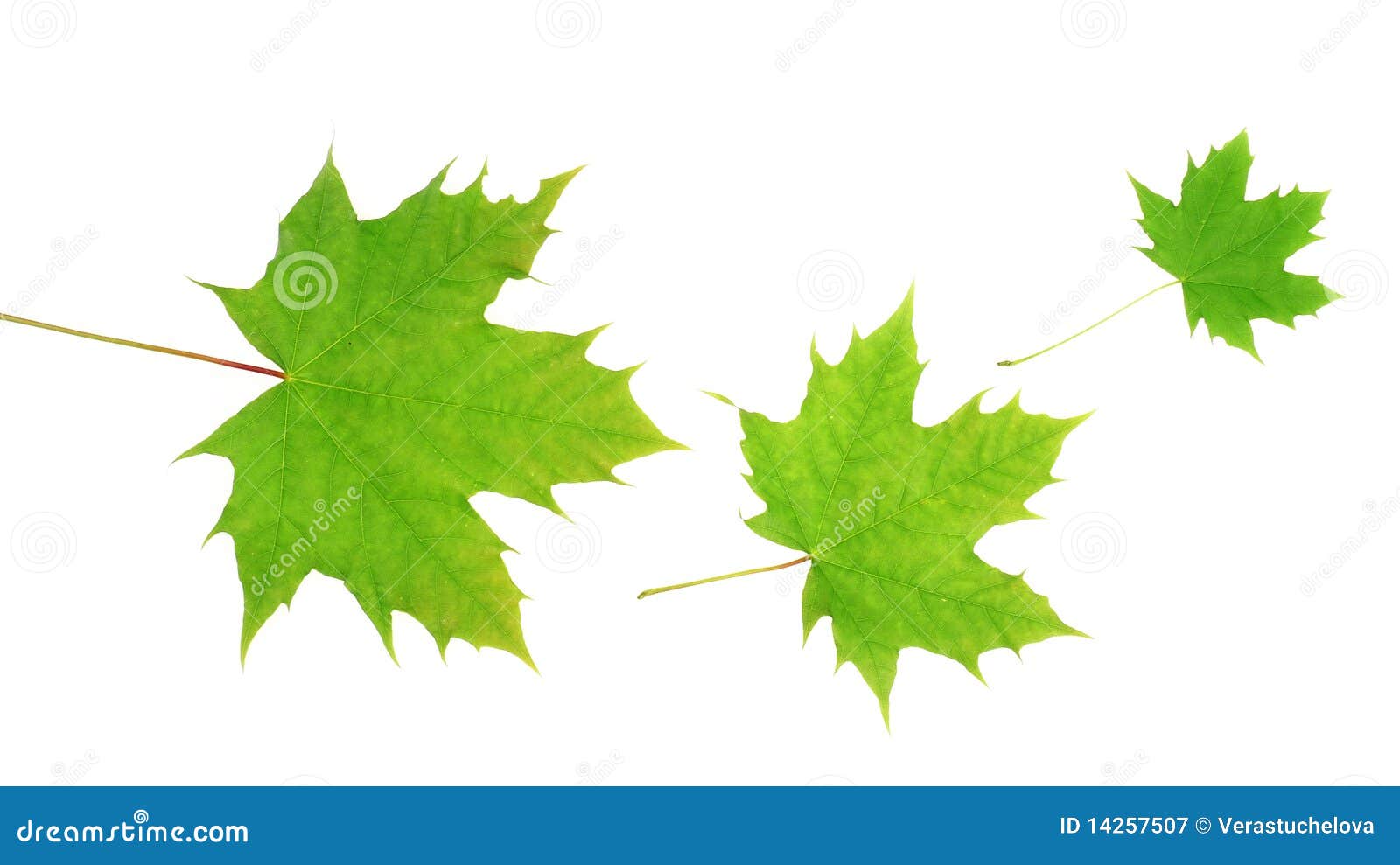 Three maple leaves stock image. Image of plant, isolated - 14257507