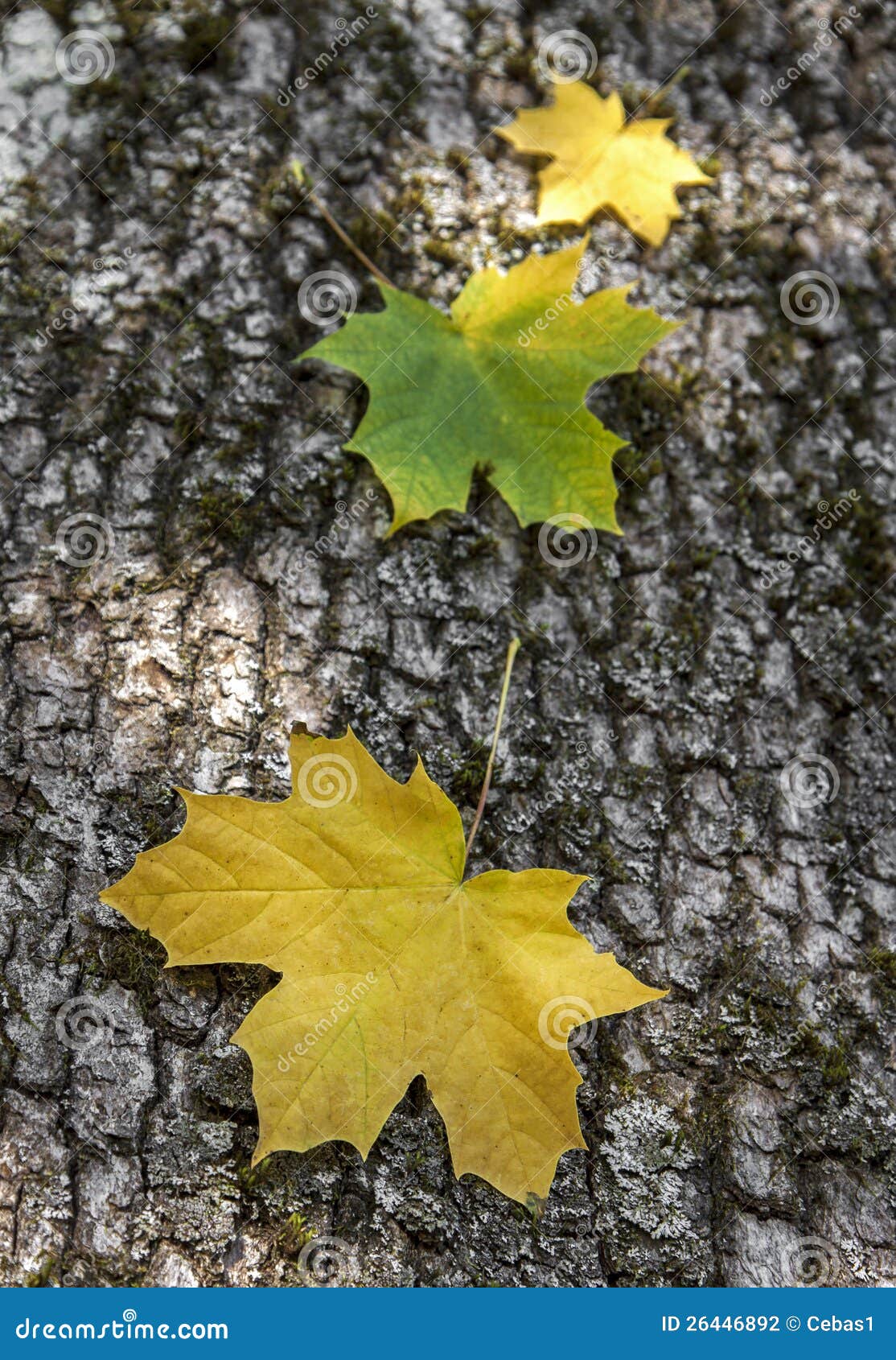 Three maple leaves stock photo. Image of fall, maple - 26446892