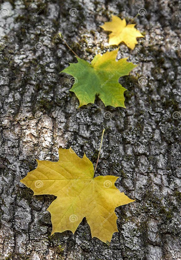 Three maple leaves stock photo. Image of fall, maple - 26446892