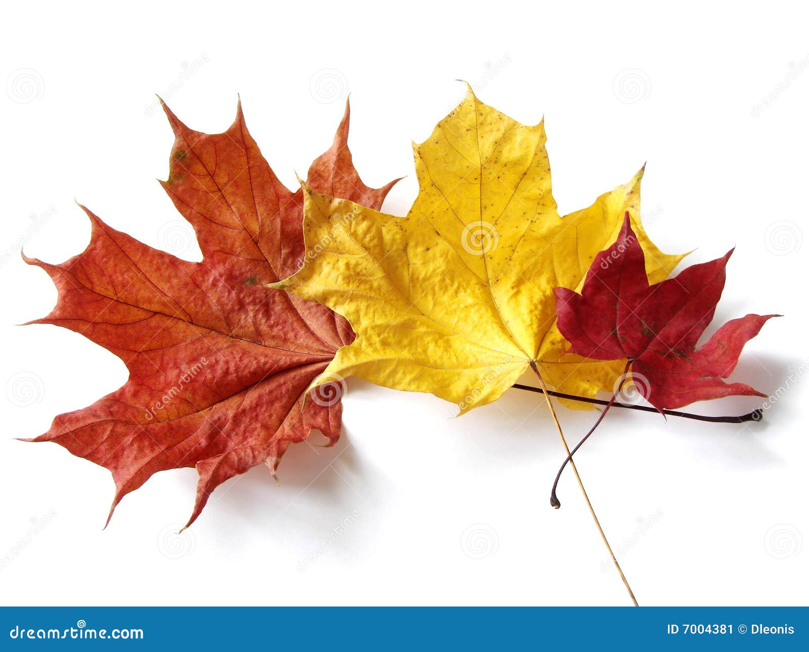 Three maple leaves stock image. Image of beautiful, vibrant - 7004381