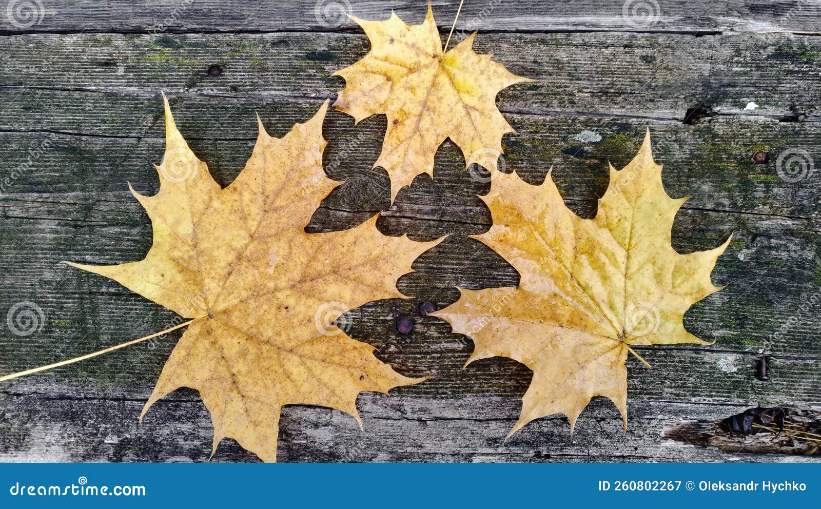 Three Maple Leaves of Different Sizes Stock Image - Image of nature ...