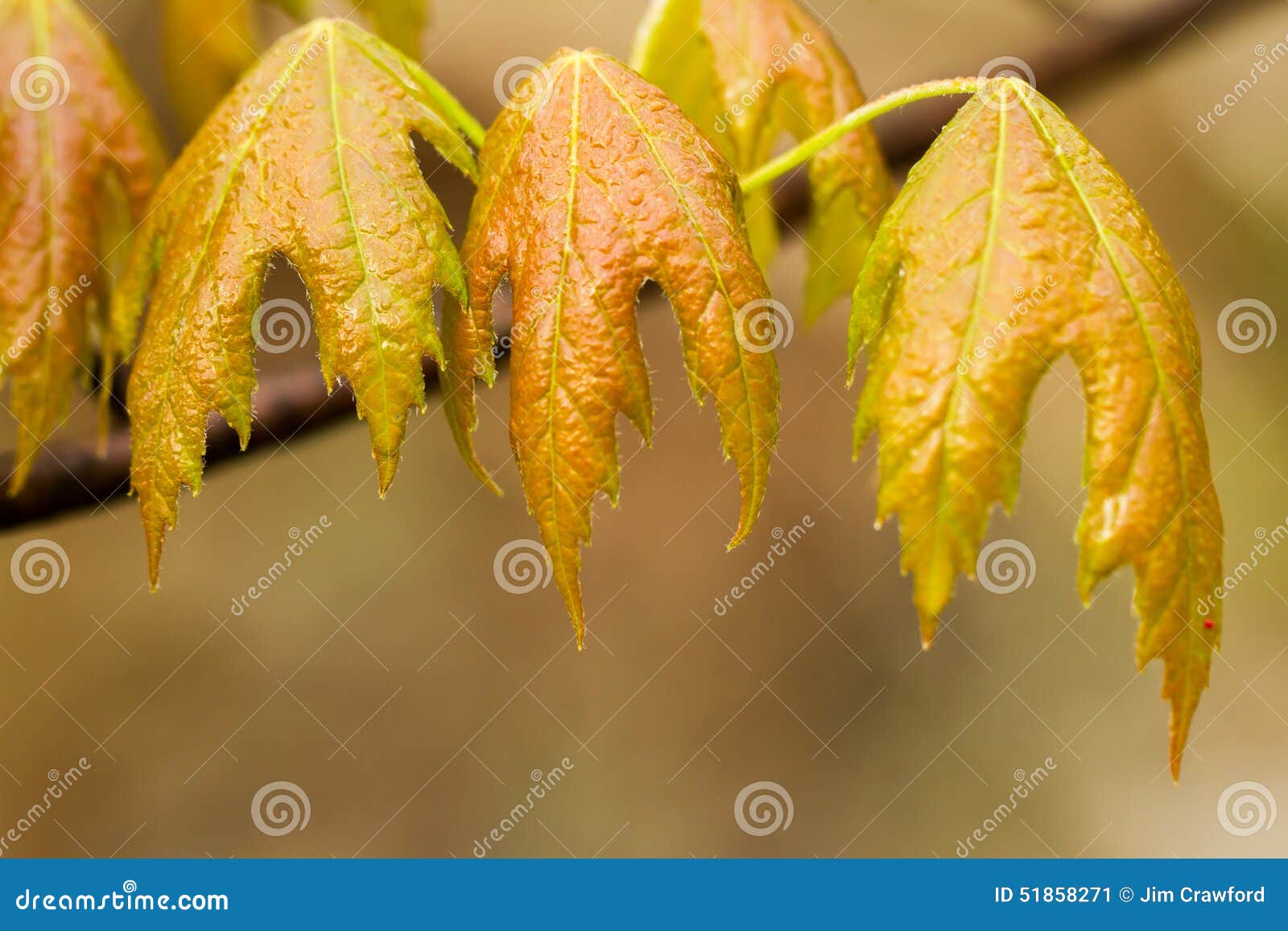 Three Maple Leaves stock image. Image of plant, tree - 51858271
