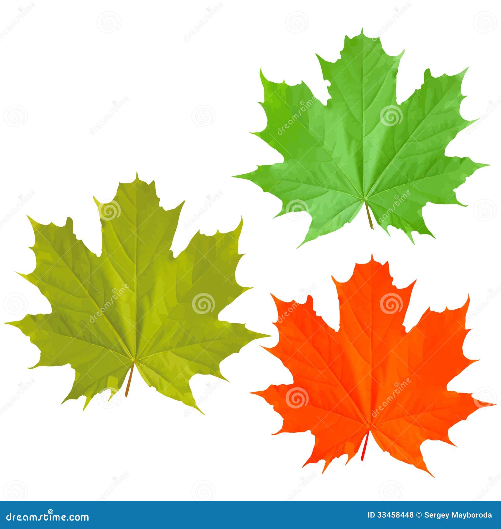 Three maple leaves stock vector. Illustration of three - 33458448