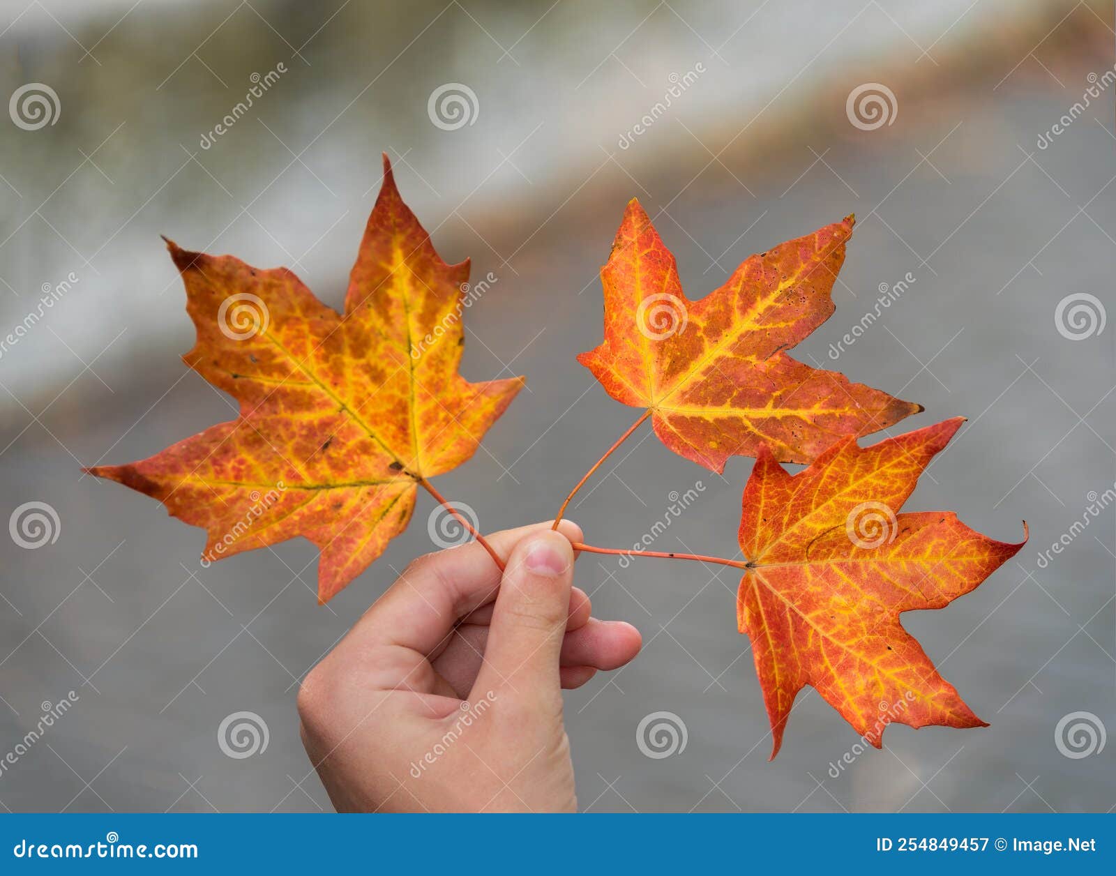 Three Maple Leaves in Hand on Abstract Background Stock Image - Image ...