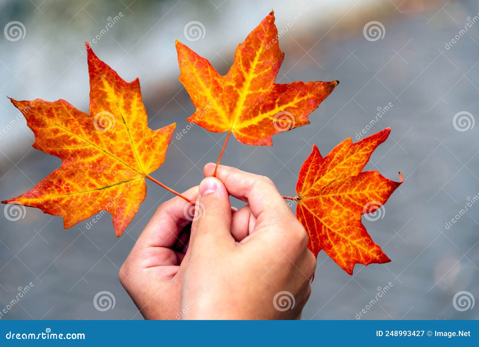 Three Maple Leaves in Hands on Abstract Background Stock Image - Image ...