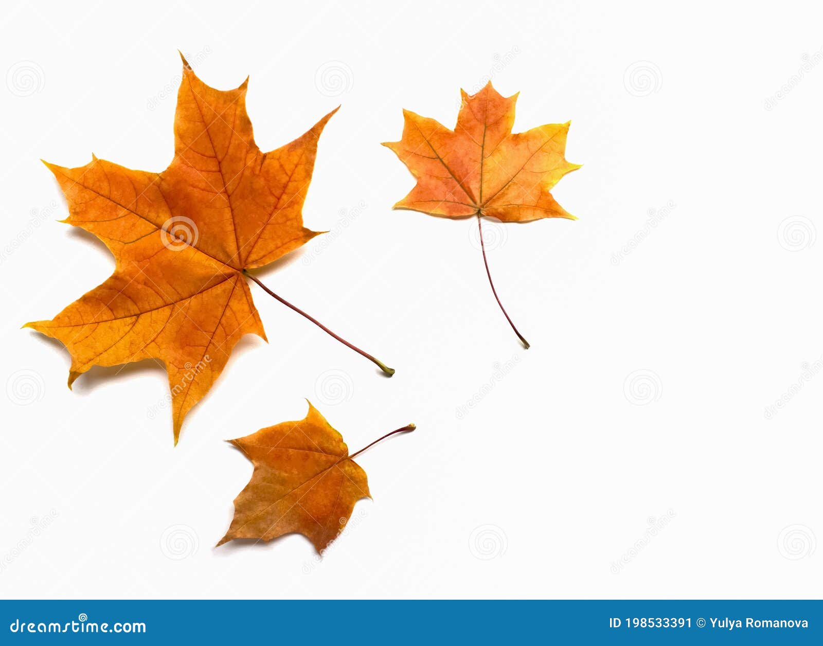 Three Maple Leaves Isolated on White Background Stock Image - Image of ...