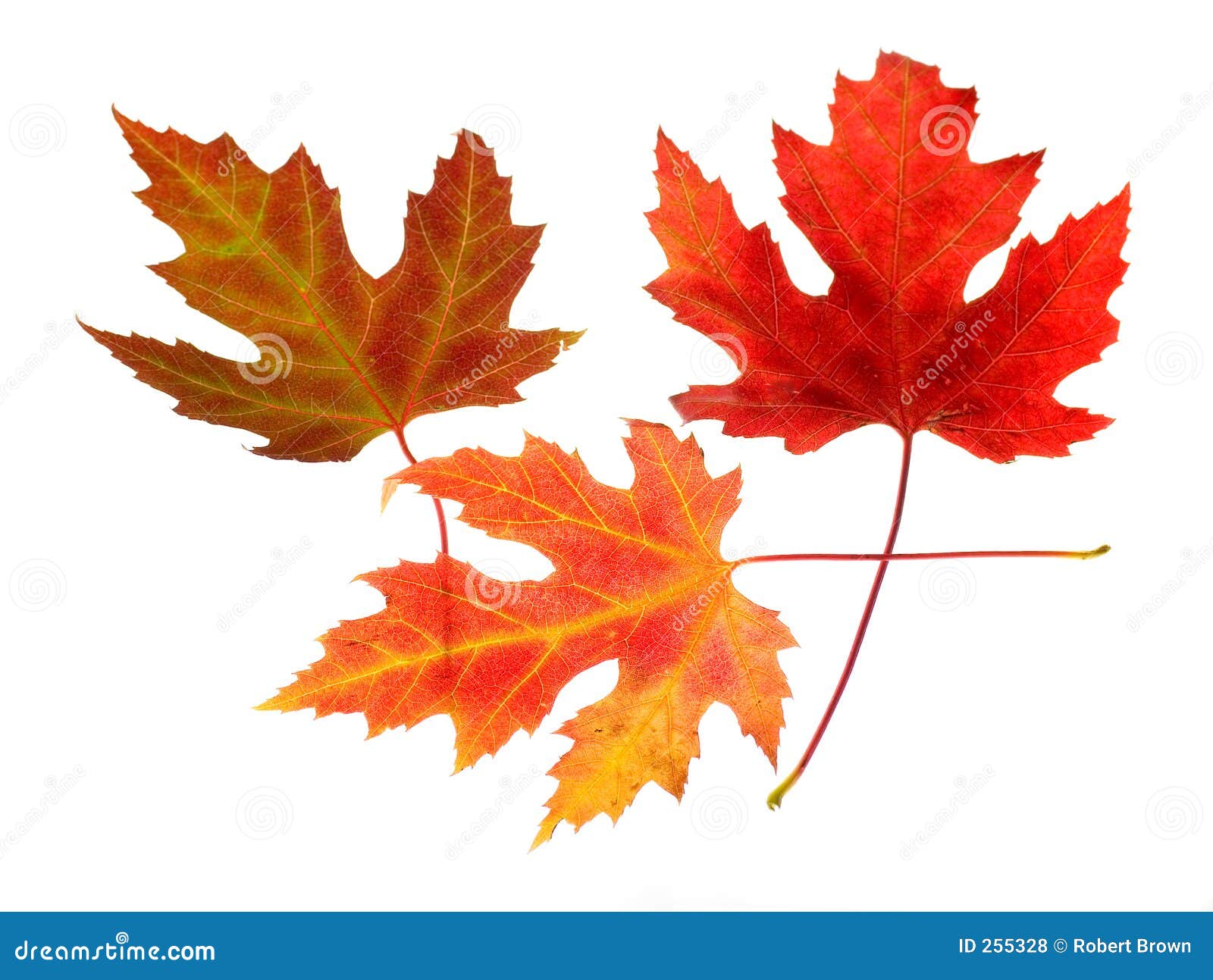 Three Maple Leaves on White Stock Photo - Image of love, veins: 255328