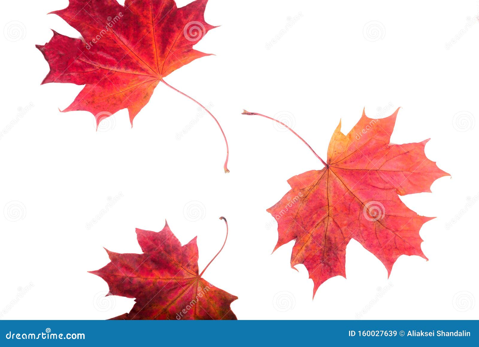 Three Maple Leaves on a White Background Stock Image - Image of bright ...