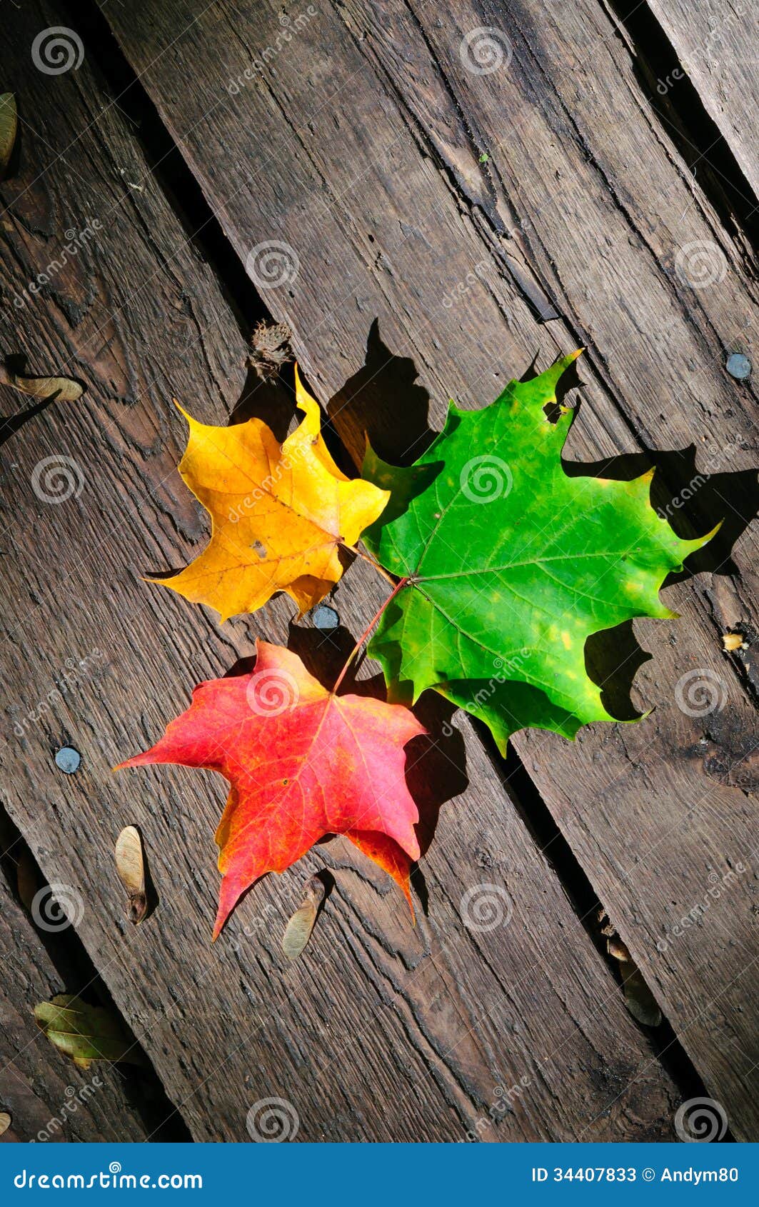 Three Maple Leaves on the Wooden Plank Stock Image - Image of tranquil ...