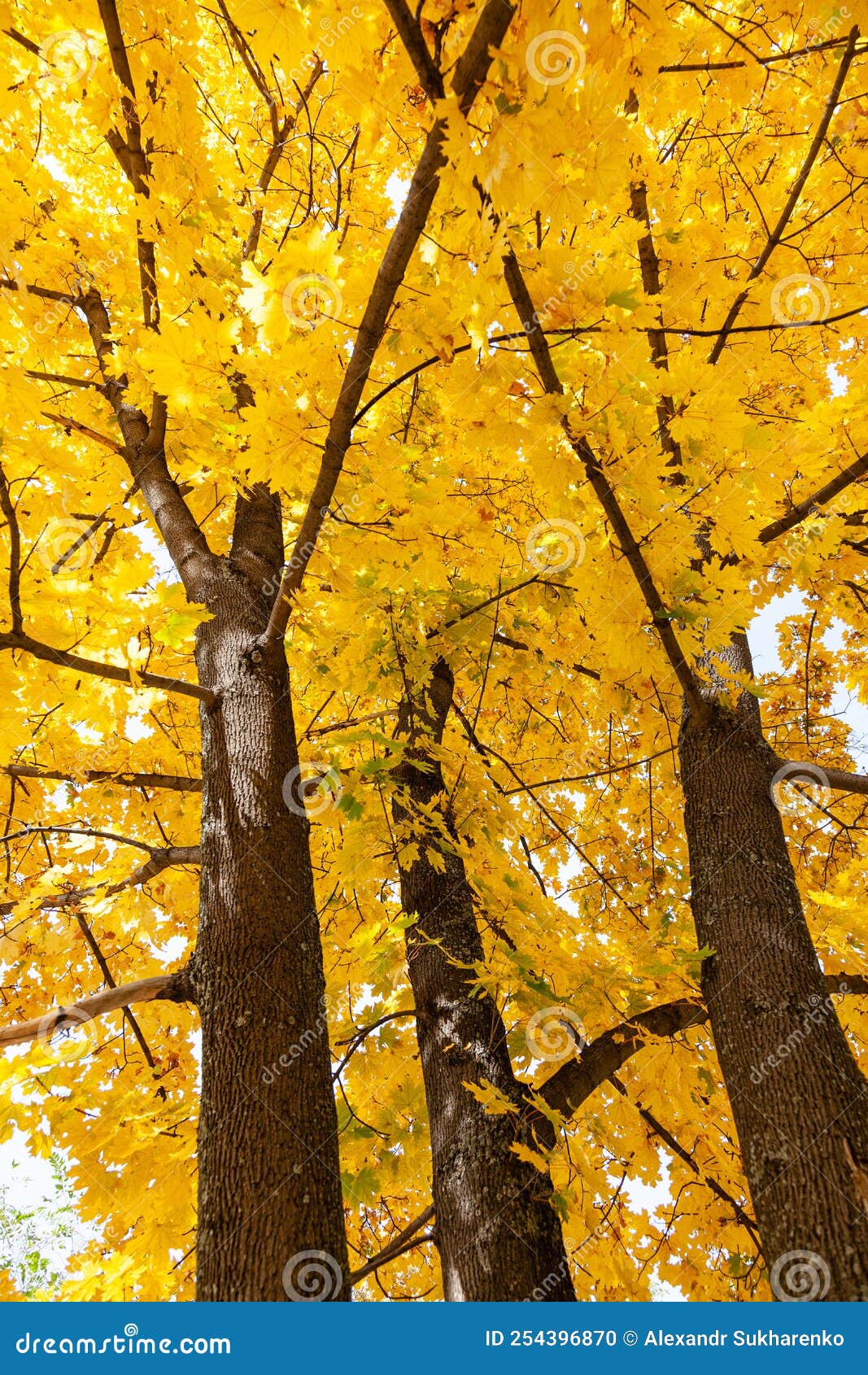 Three Maples Stretching Towards the Sun in the Garden Stock Photo ...
