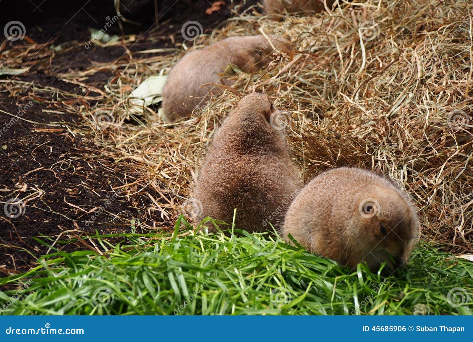 Three Marmots stock photo. Image of wild, nature, wildlife - 45685906