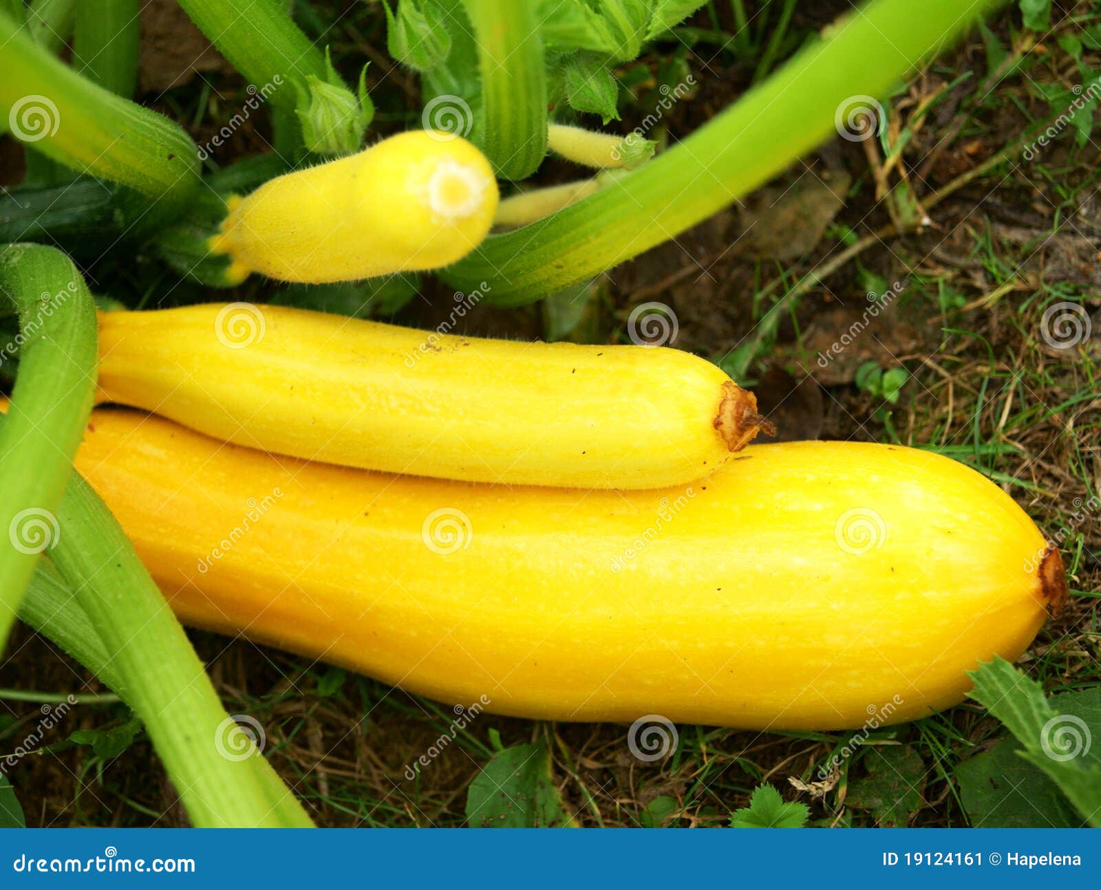 Three marrows stock image. Image of fall, green, healthy - 19124161