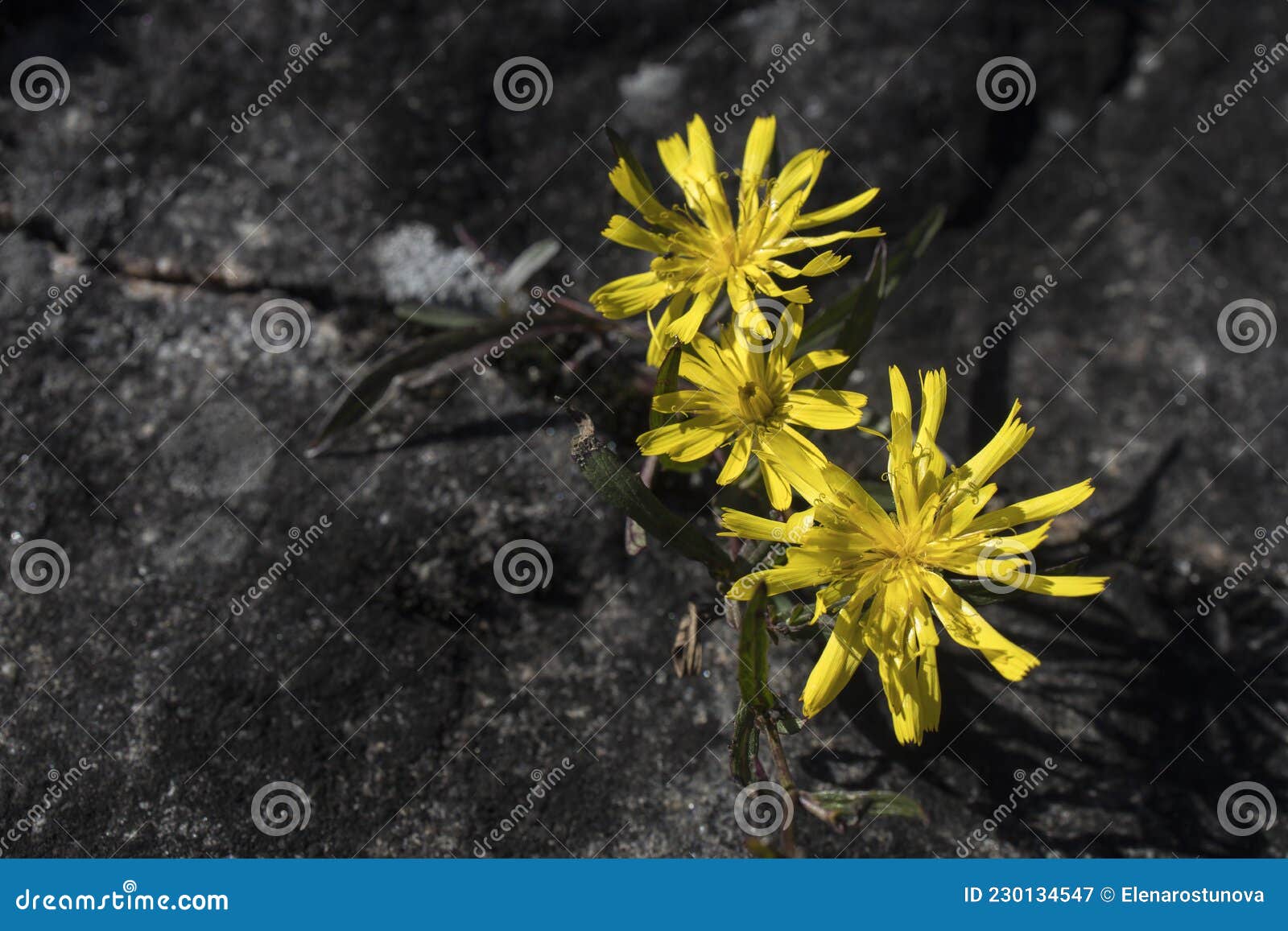 Three Marsh Hawk`s-beard Flowers Grow Stock Image - Image of flower ...